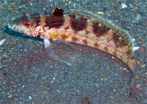 농어목 양동미리과(Fmily Pinguipedidae; Sandperches; 샌드퍼치)