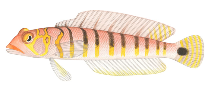 열쌍동가리(Gold-birdled sandsmelt). Parapercis multifasciata(Döderlein, 1884).