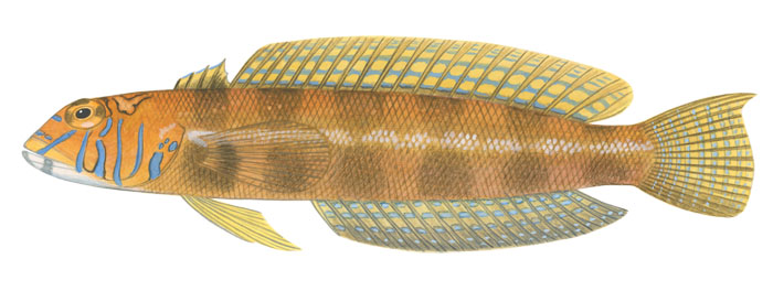 눈동미리(Harlequin sandsmelt). Parapercis pulchella (Temminck & Schlegel ...