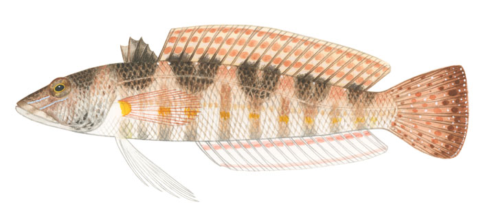 동미리(U-mark sandperch) Parapercis snyderi(Jordan & Starks, 1905)
