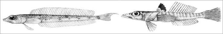 농어목 꼬리점눈퉁이과(Family Percophidae; Duckbills; 덕빌스)