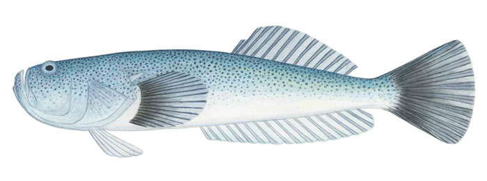 푸렁통구멍(Blue-spotted stargazer). Xenocephalus elongatus(Temminck ...