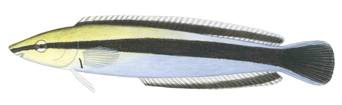 가짜 청소고기(False cleanerfish). Aspidontus taeniatus Quoy & Gaimard, 1834