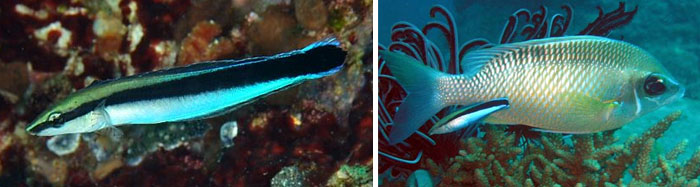 가짜 청소고기(False cleanerfish). Aspidontus taeniatus Quoy & Gaimard, 1834