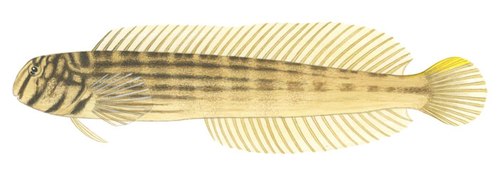 골베도라치 (Muzzled blenny). Omobranchus punctatus(Valenciennes, 1836)