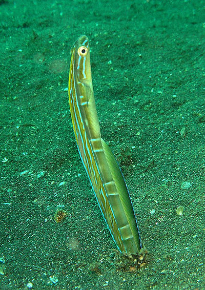 헤어테일 블레니(hairtail blenny). Xiphasia setifer(Swainson, 1839)