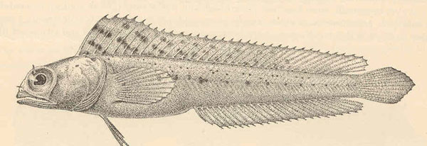 농어목 키놉시스과(또는 임시명/깃발베도라치과) Family Chaenopsidae(Pike-, tube- and ...
