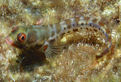 농어목 키놉시스과(또는 임시명/깃발베도라치과) Family Chaenopsidae(Pike-, tube- and ...