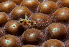 농어목 키놉시스과(또는 임시명/깃발베도라치과) Family Chaenopsidae(Pike-, tube- and ...