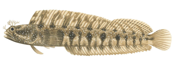 비늘베도라치(Moss fringehead). Neoclinus bryope(Jordan & Snyder, 1902)