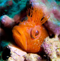 비늘베도라치(Moss fringehead). Neoclinus bryope(Jordan & Snyder, 1902)