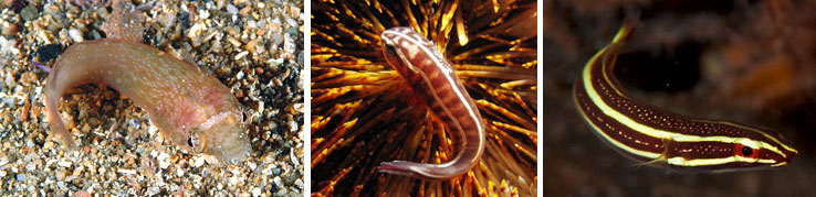 농어목 학치과 Family Gobiesocidae (Clingfishes and singleslits/클링피시)