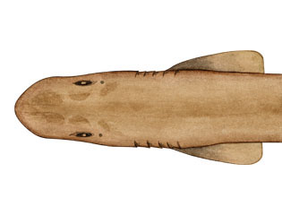 플랫헤드 캣샤크(Flathead catshark)