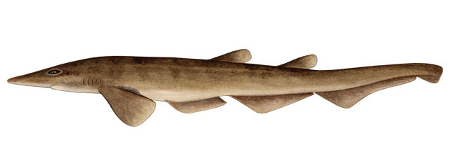 Flathead catshark - Alchetron, The Free Social Encyclopedia