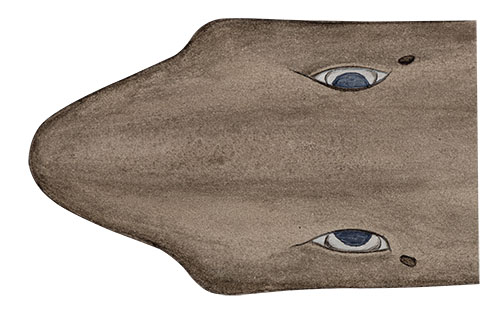 롱헤드 캣샤크(Longhead catshark)