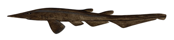 롱헤드 캣샤크(Longhead catshark)