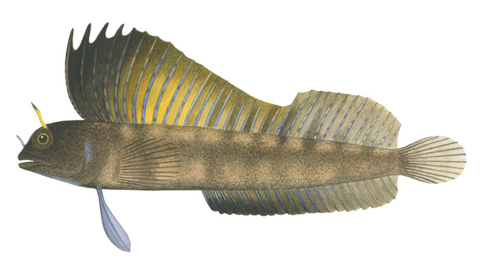 세일핀 시그널 블레니(Sailfin signal blenny). Emblemaria piratica(Ginsburg, 1942)