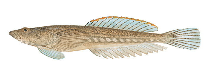 민양태(Wonder dragonet). Draculo mirabilis(Snyder, 1911)