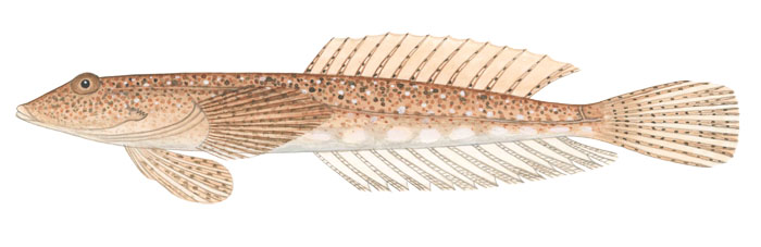 민양태(Wonder dragonet). Draculo mirabilis(Snyder, 1911)