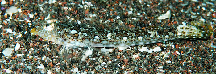 춤양태(Huguenin’s dragonet). Repomucenus huguenini(Bleeker, 1858)