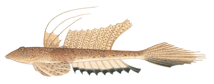 춤양태(Huguenin’s dragonet). Repomucenus huguenini(Bleeker, 1858)