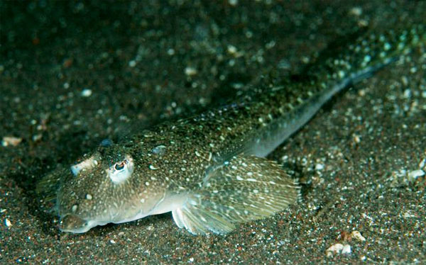 춤양태(Huguenin’s dragonet). Repomucenus huguenini(Bleeker, 1858)