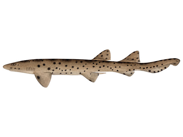 오스트렐리언 블랙스팟티드 캣샤크(Australian blackspotted catshark)