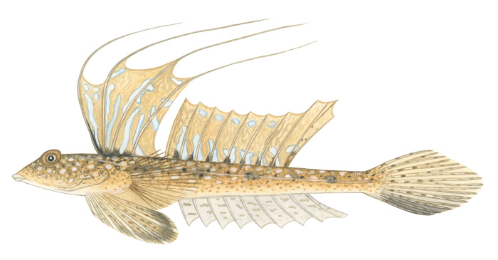 망토돛양태(Virgin dragonet). Repomucenus virgis(Jordan & Fowler, 1903)