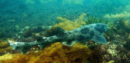 오스트렐리언 스웰샤크(Australian swellshark)