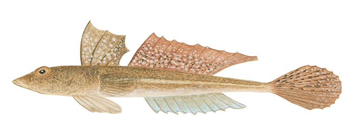 꽃돛양태(Japanese ornate dragonet). Repomucenus ornatipinnis(Regan, 1905)