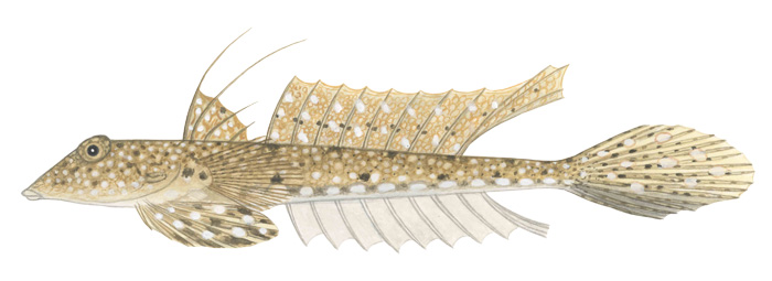 꽃돛양태(Japanese ornate dragonet). Repomucenus ornatipinnis(Regan, 1905)