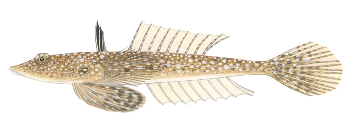 강주걱양태(Chinese darter dragonet) Repomucenus olidus(Günther, 1873 ...