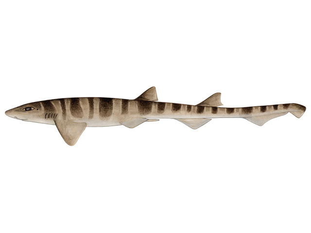오스트렐리언 쏘테일 캣샤크(Australian sawtail catshark)