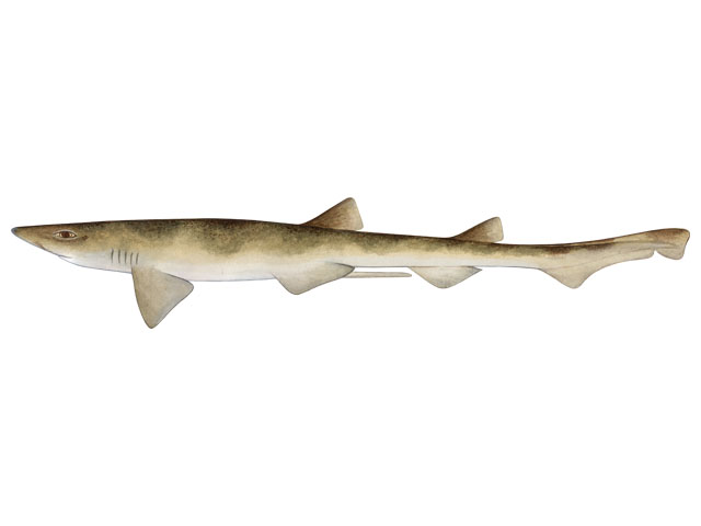 브로드핀 쏘테일 캣샤크(Broadfin sawtail catshark)