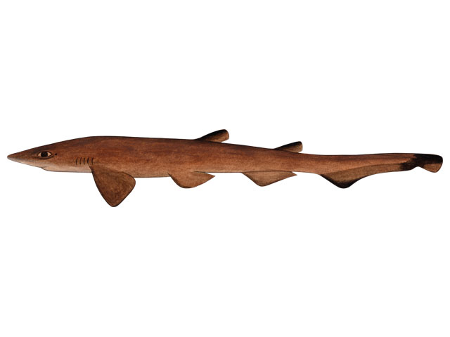 블랙팁 쏘테일 캣샤크(Blacktip sawtail catshark)