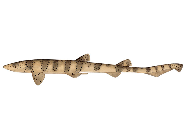 불범상어(Blackspotted catshark)