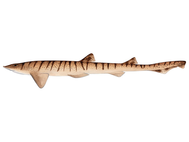 라인드 캣샤크(Lined catshark)