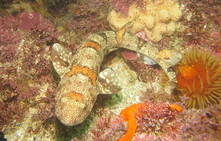 펍에더 샤이샤크(Puffadder shyshark)