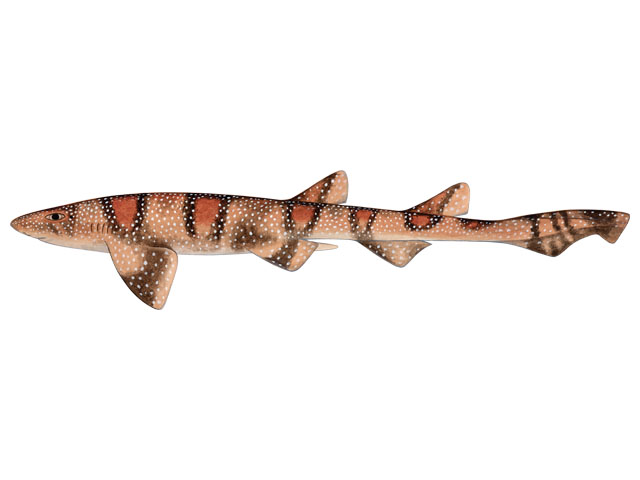 펍에더 샤이샤크(Puffadder shyshark)