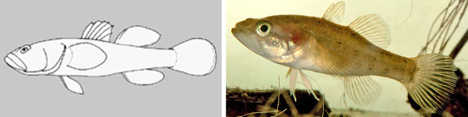 농어목 동사리과 Family Odontobutidae(Freshwater sleepers; 프레시워터 슬리퍼스)