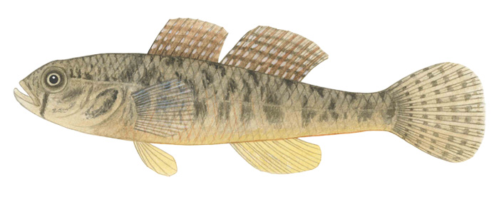 좀구굴치(Yokoshima-donko). Micropercops cinctus(Dabry de Thiersant, 1872)