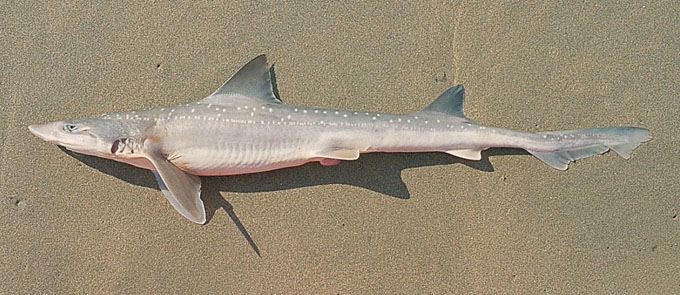 별상어(Starspotted smooth-hound)