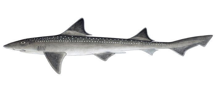 별상어(Starspotted smooth-hound)