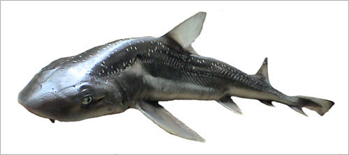 별상어(Starspotted smooth-hound)