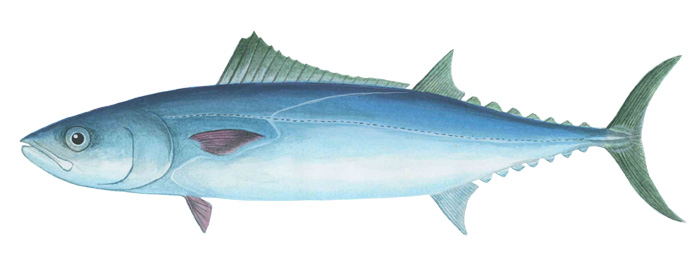 슬랜더 투나(Slender tuna). Allothunnus fallai(Serventy, 1948)