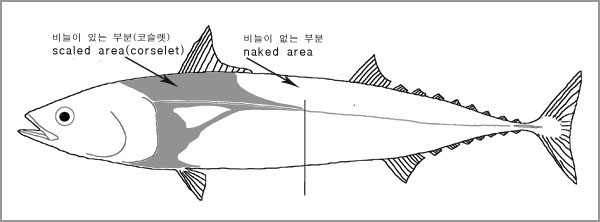 몽치다래(Bullet tuna). Auxis rochei(Risso, 1810)