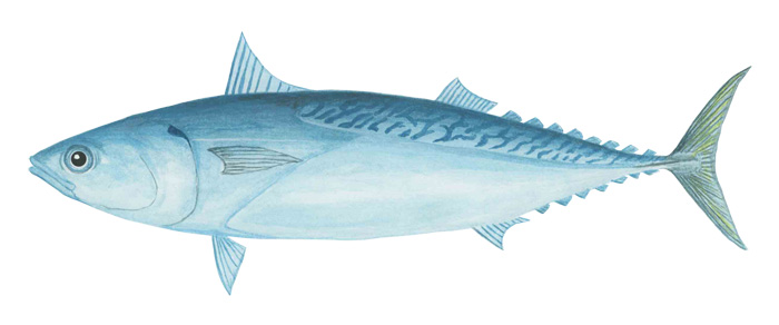 물치다래(Frigate tuna). Auxis thazard(Lacepède, 1800)