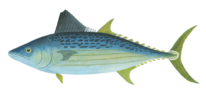 리핑 보니토(Leaping bonito). Cybiosarda elegans(Whitley, 1935)