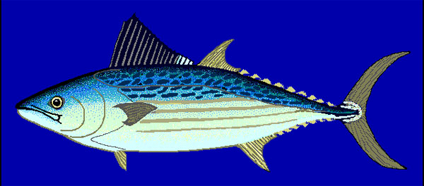 리핑 보니토(Leaping bonito). Cybiosarda elegans(Whitley, 1935)