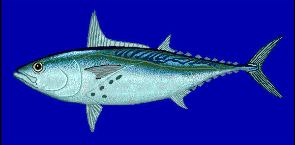 리틀투니(Little tunny). Euthynnus alletteratus(Rafinesque, 1810)